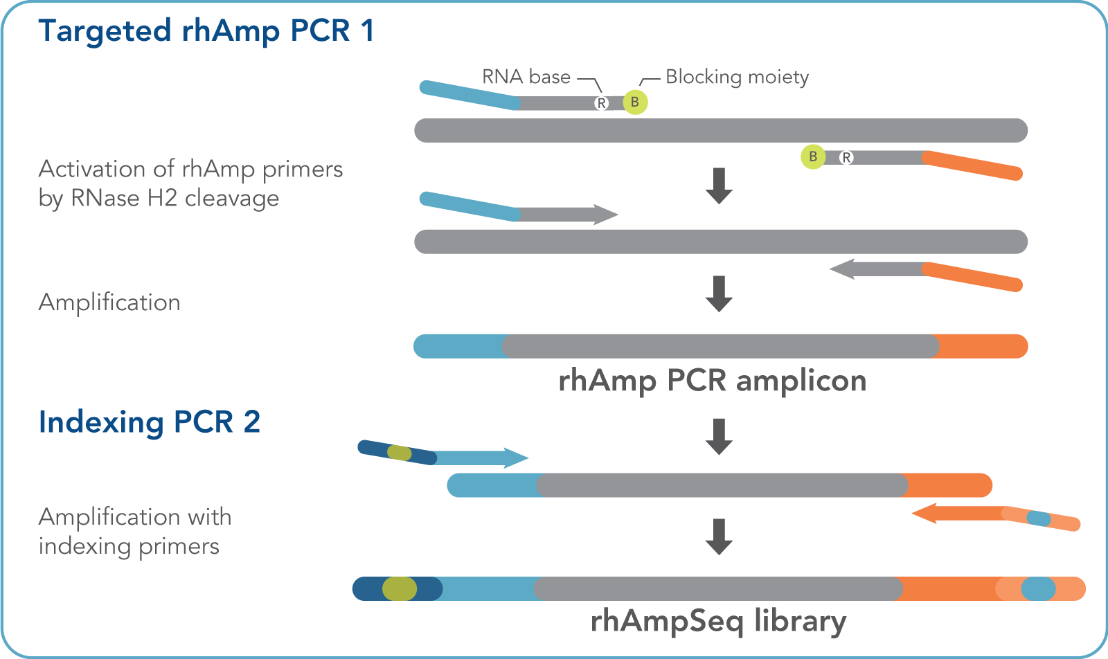 IDT lowers genomic barriers with powerful rhAmpSeq™ targeted sequencing ... IDT lowers genomic barriers with powerful rhAmpSeq™ targeted sequencing ...