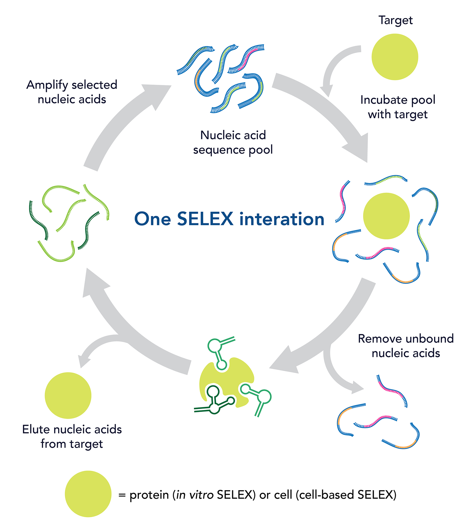 Planning to work with aptamers?