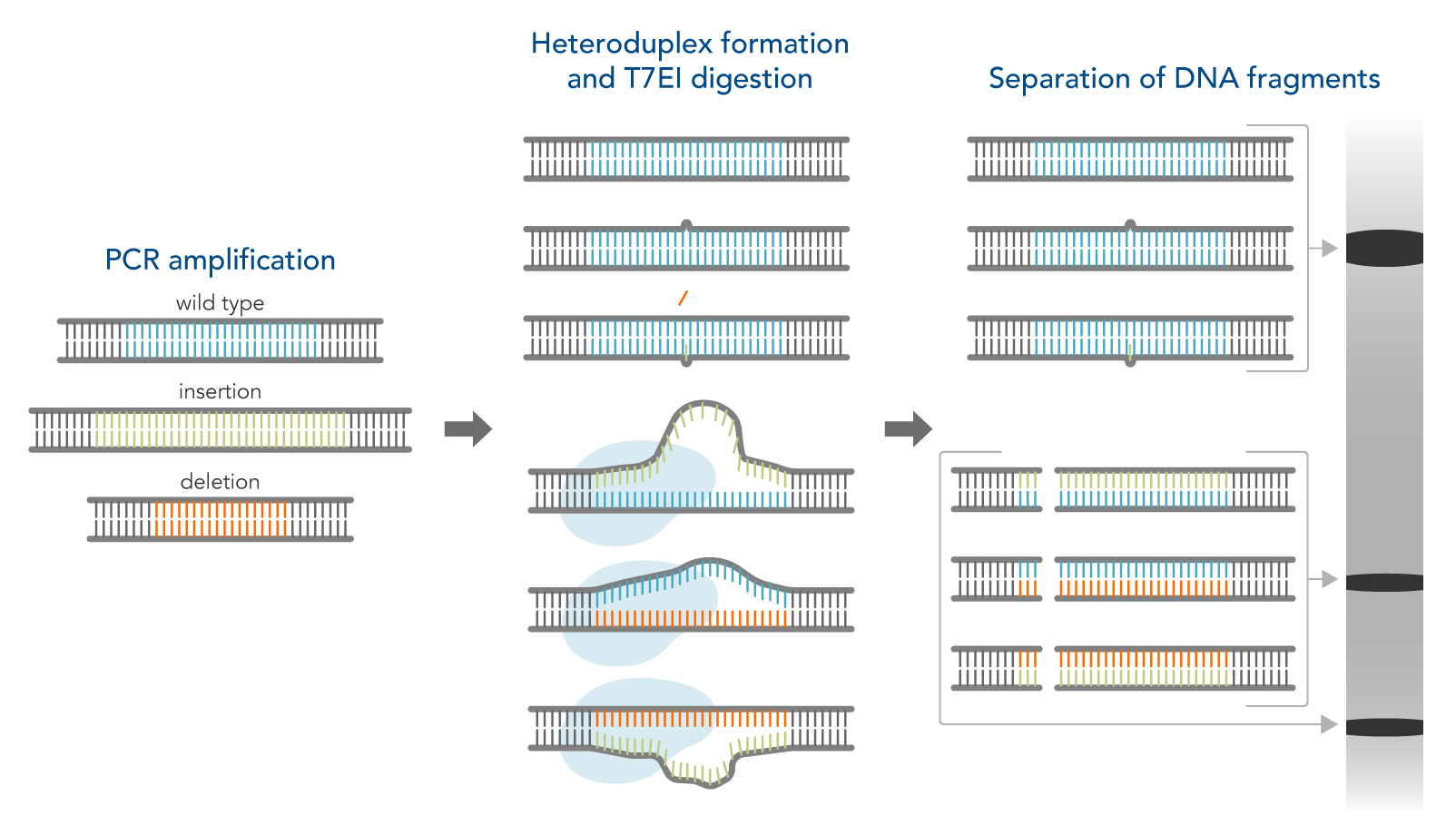 How To Confirm Crispr Gene Editing Success Idt