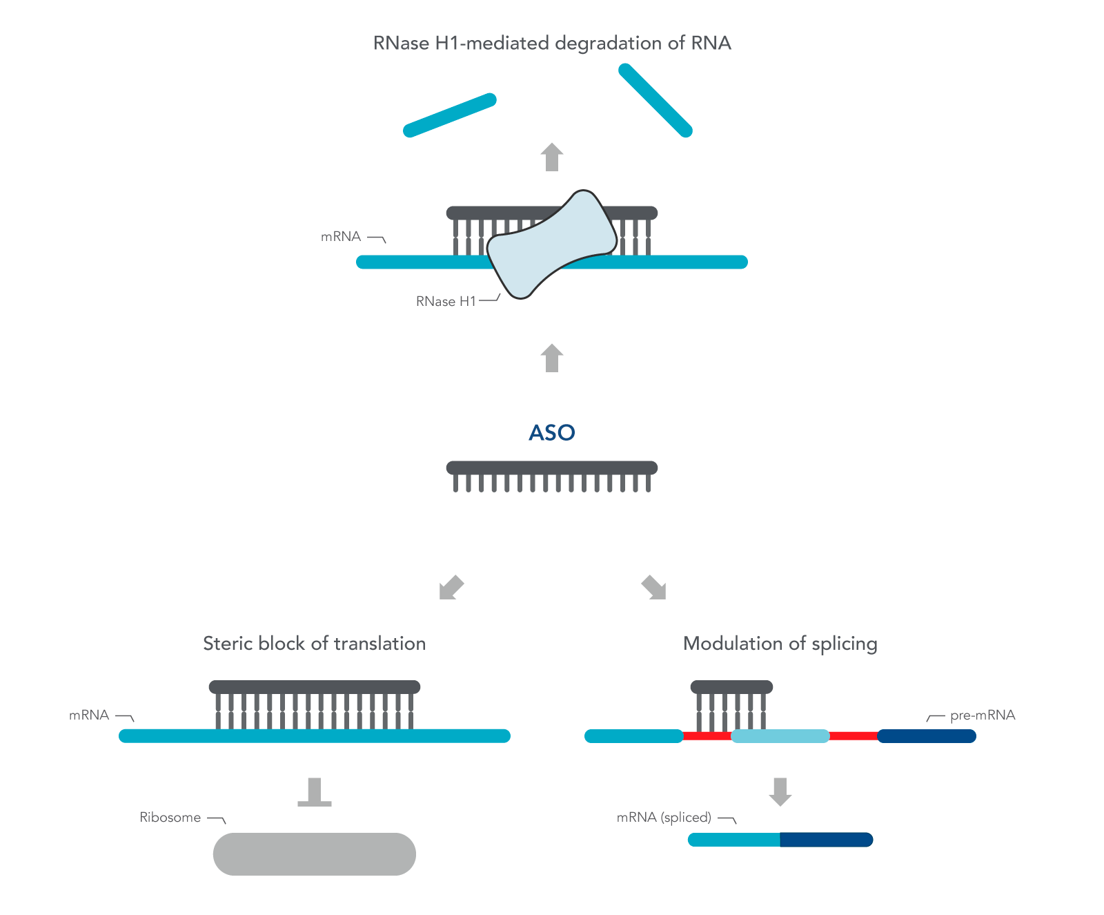 Antisense Oligonucleotides Idt
