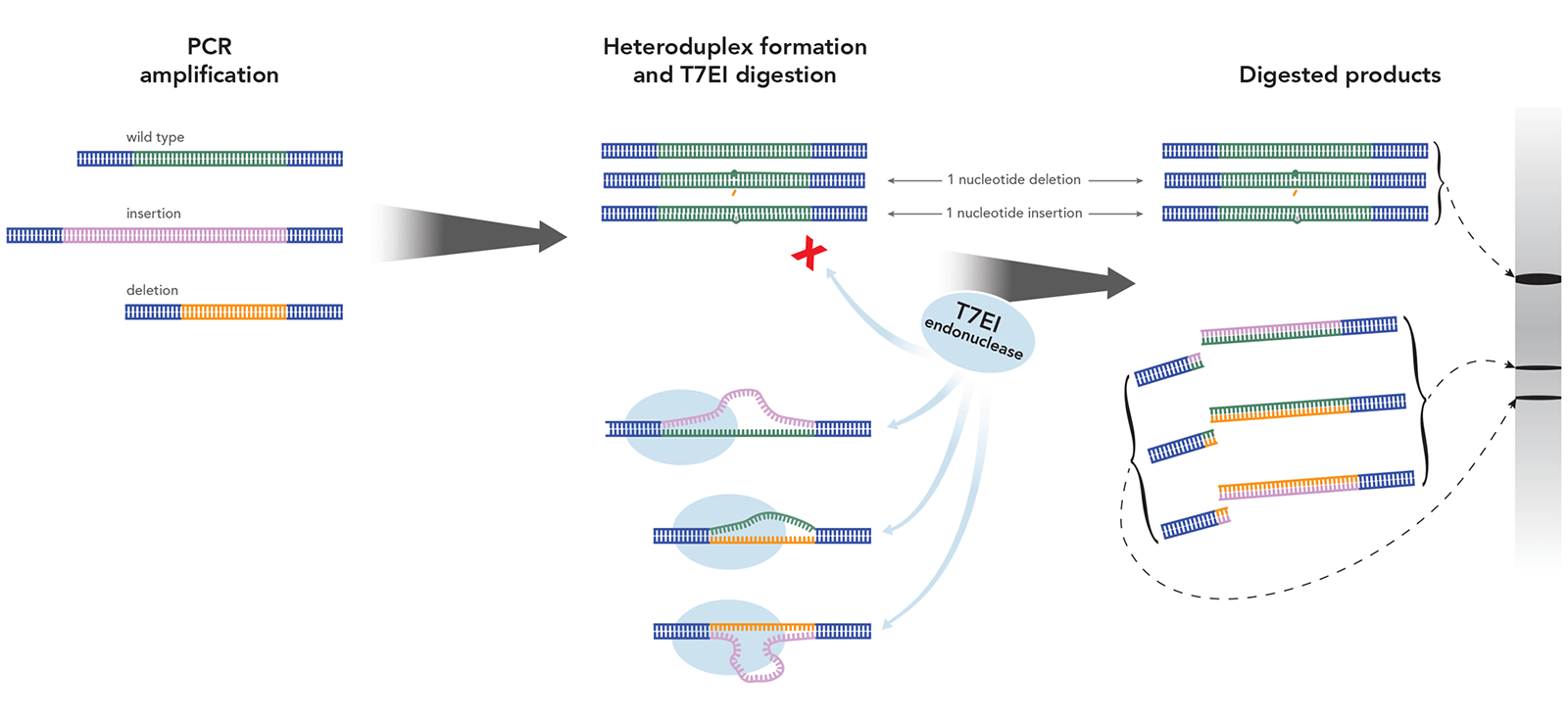 Alt R Genome Editing Detection Kit