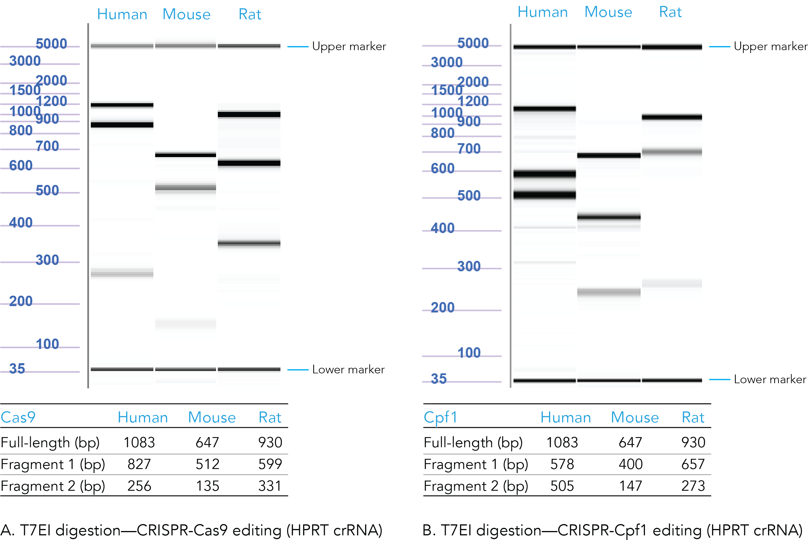 Alt R Genome Editing Detection Kit